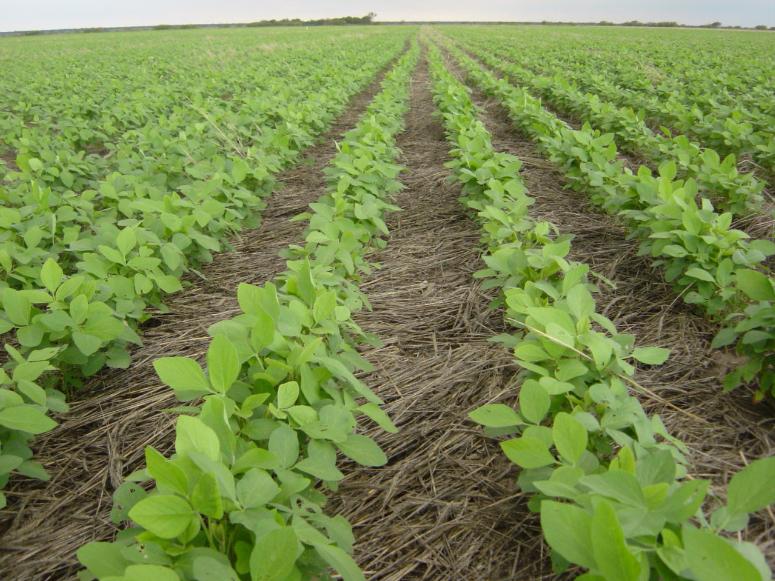 METODOS DE LABRANZA PARA LA CONSERVACION Y MEJORAMIENTO DE LOS SUELOS.