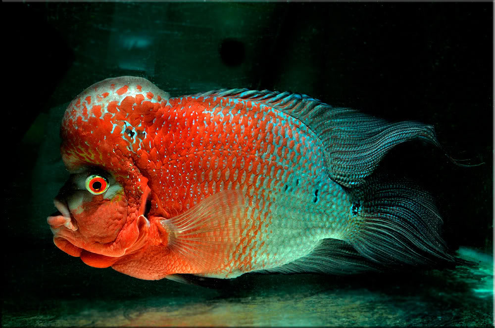 Journey Of Flowerhorn (Louhan): Stres Pada Ikan Louhan