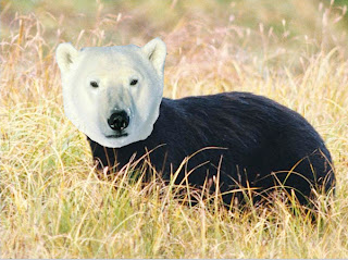 Shyann Photography: Animal Morph