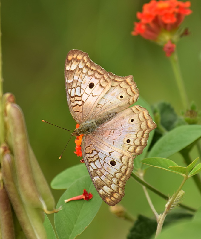 JRandSue: BRAZILIAN BUTTERFLIES AND DRAGONFLIES.