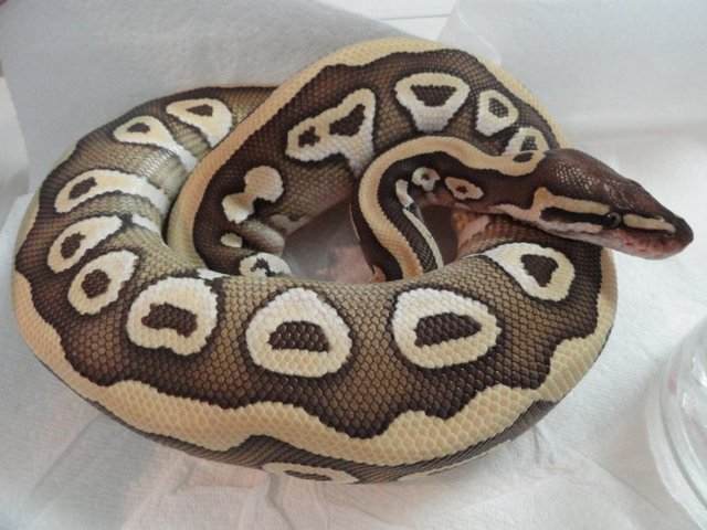 Radioactive Reptiles: Female Desert Ball Python: Unproven Breeding