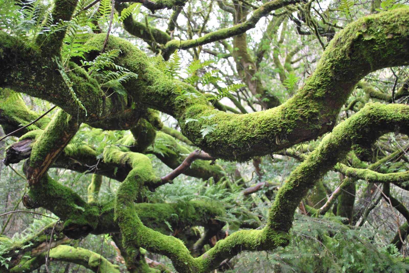 Excelsior: Trees and fog and mud and trees