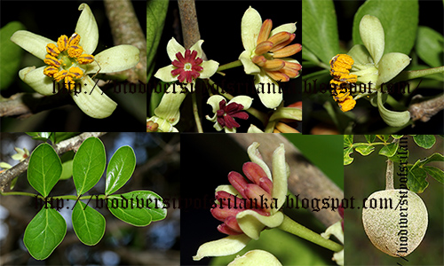 Biodiversity of Sri Lanka: දිවුල්[Divul]/Wood-apple/Elephant apple ...