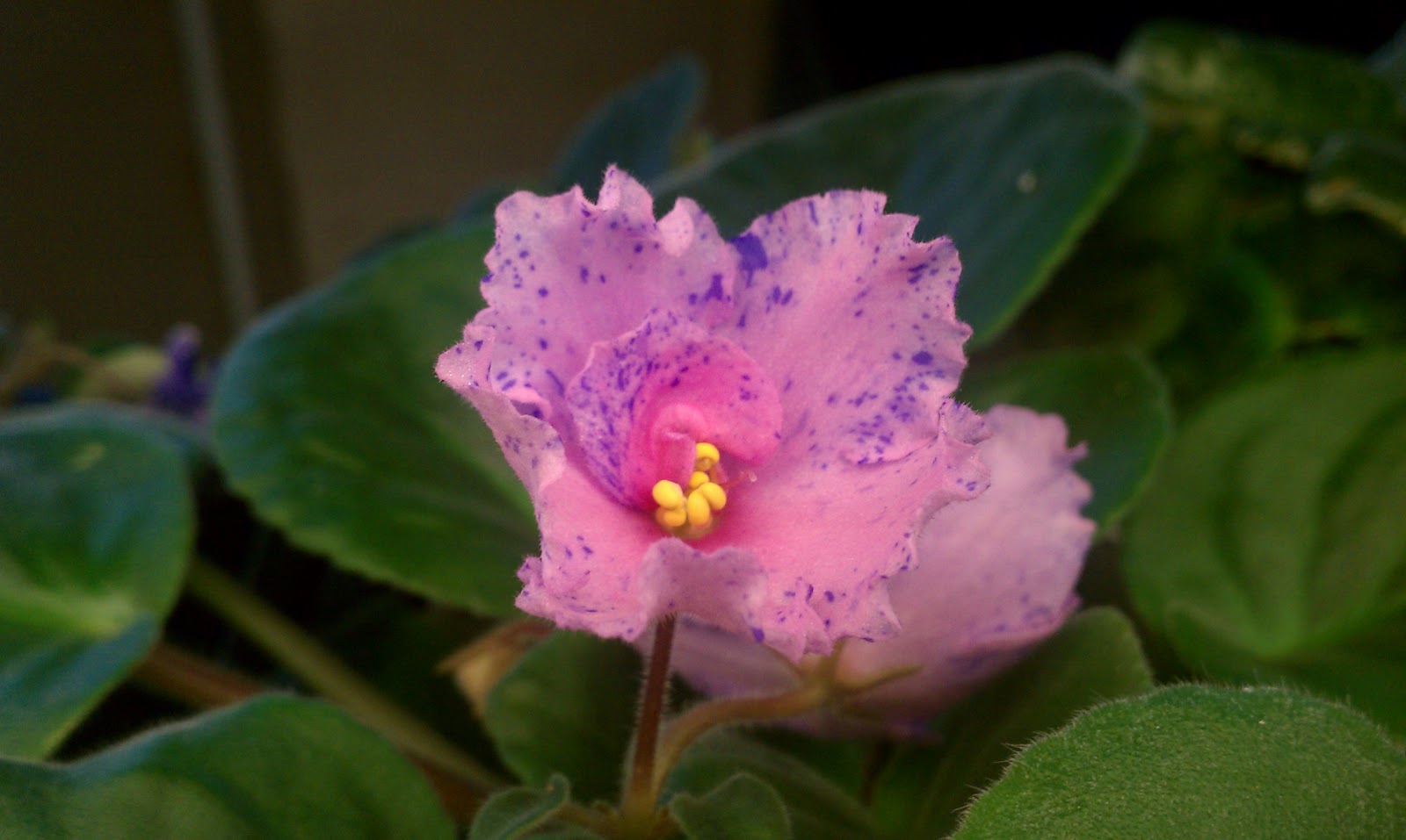 Fuzzy Foliage: Another Visit To The Violet Lab!