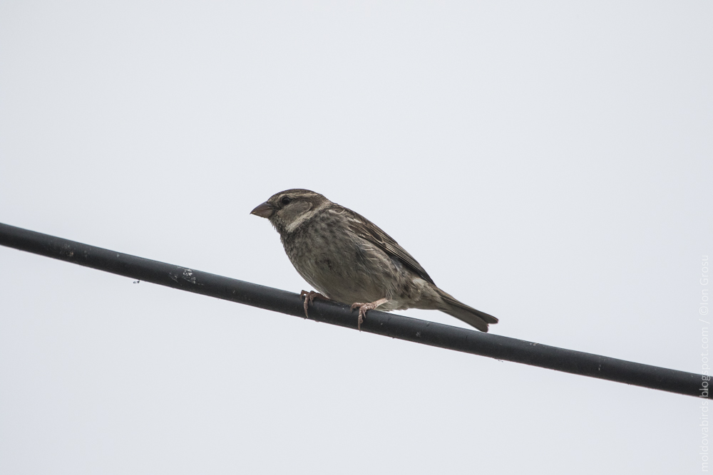 Păsări din Moldova: #183. Vrabia negricioasă