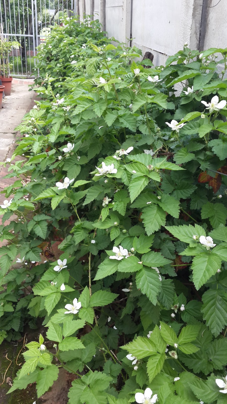 Jacot's Garden: Youngberry/Booysenberry/Blackberry