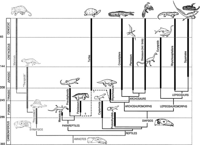 ELI5: Evolutionary ancestry of birds, mammals, and reptiles? : r ...