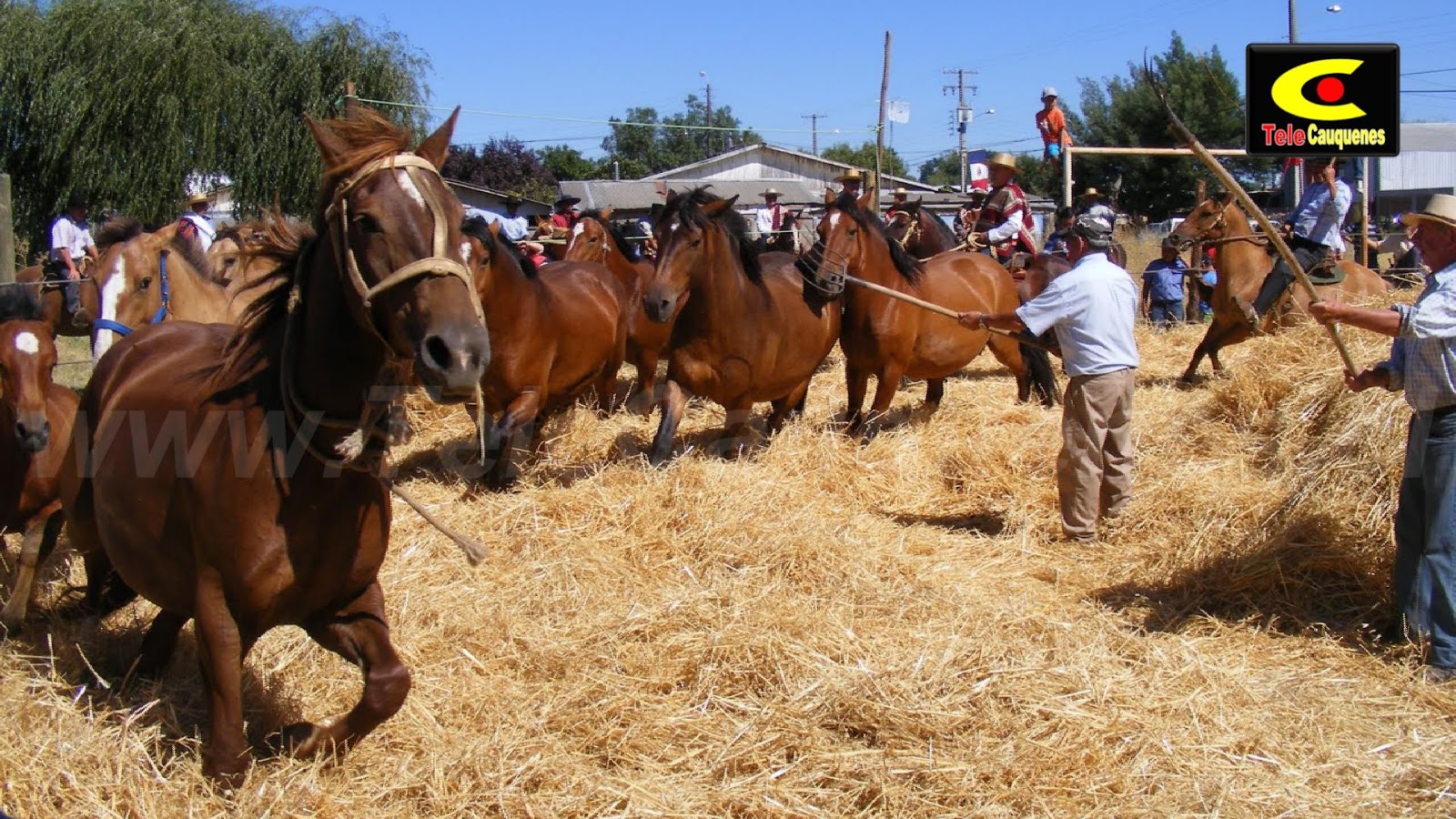 Se viene una nueva versión de la Trilla en Pelluhue - telecauquenes ...