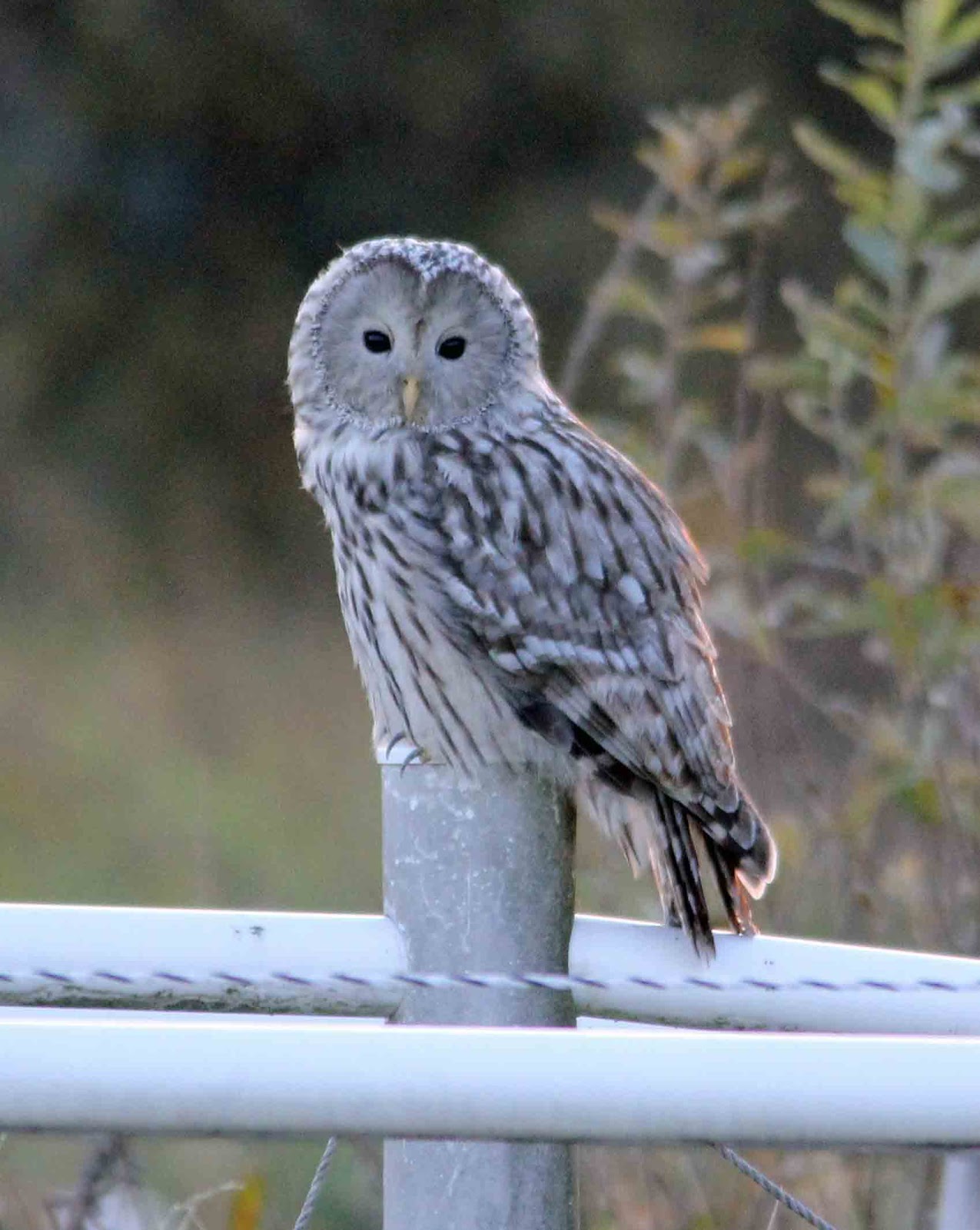 OSLO BIRDER: URAL OWL