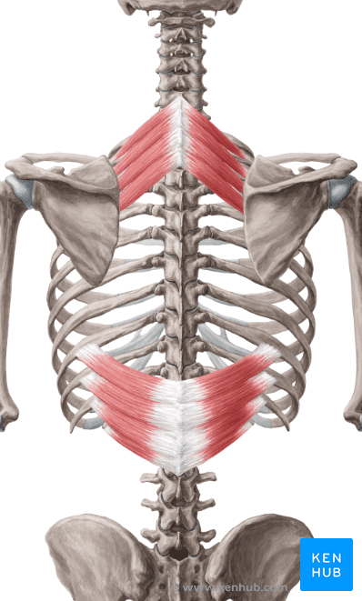 Serratus Posterior Superior