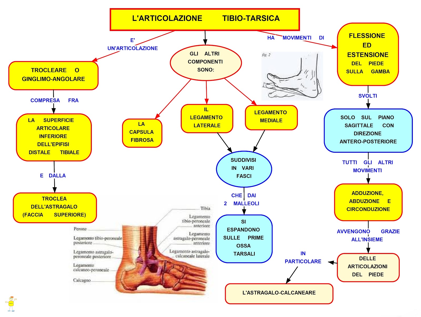 MAPPER: ARTICOLAZIONE TIBIO-TARSICA