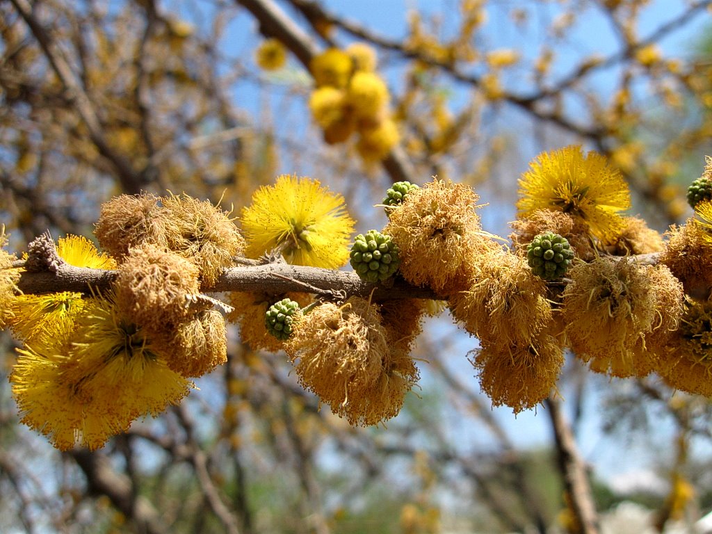 Argentina nativa: Espinillo (Vachellia caven)*