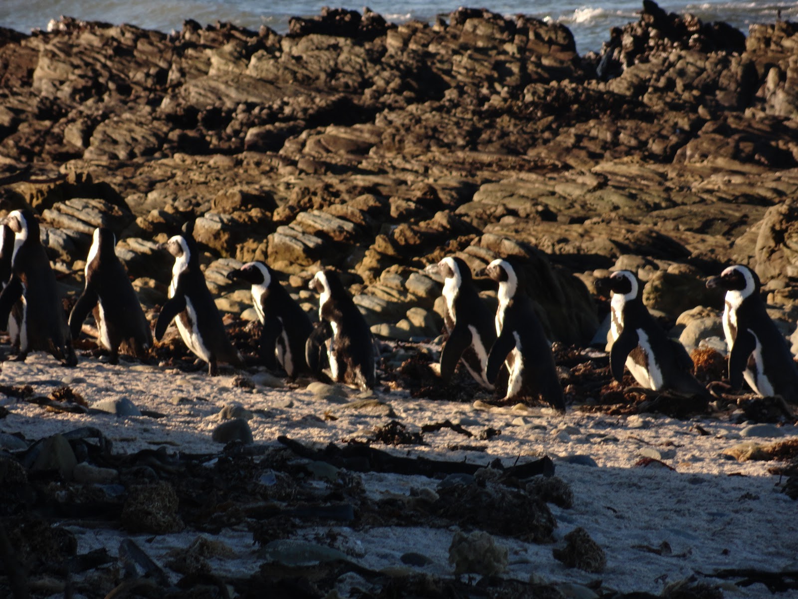 Robben Island Penguin Tracks: Loggerbird spotted!