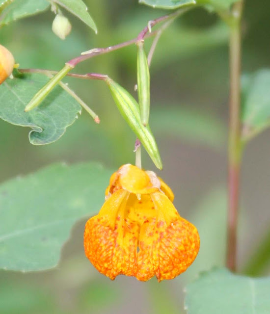 Isabella Conservation District Environmental Education Program: Don't ...