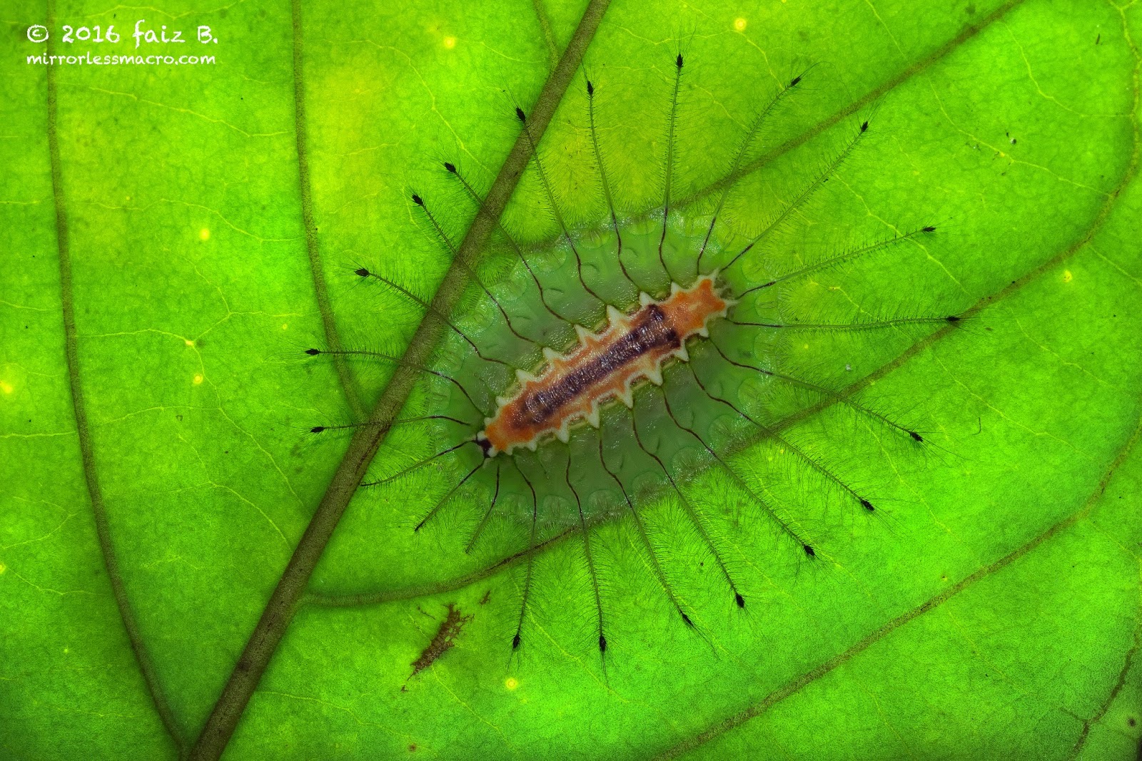 Mirrorless Macro Photography: My Best Macro outing in Singapore, Ever?