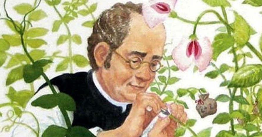 Johann Gregor Mendel y las leyes de Mendel - Biología Johann Gregor Mendel y las leyes de Mendel - Biología