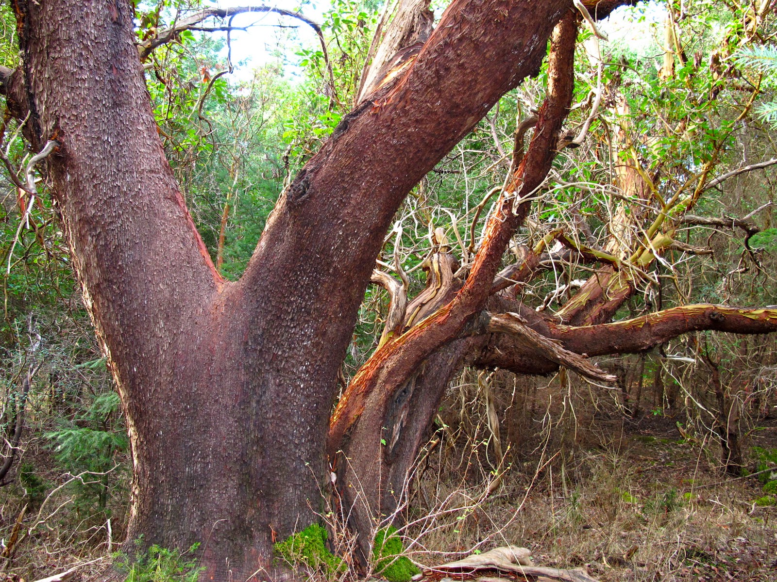 The San Juan Islands: A Sense of Place