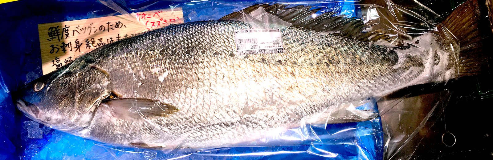 Aquarium Movies (Japan) archive 生きている魚図鑑: オオニベ Japanese meagre ...