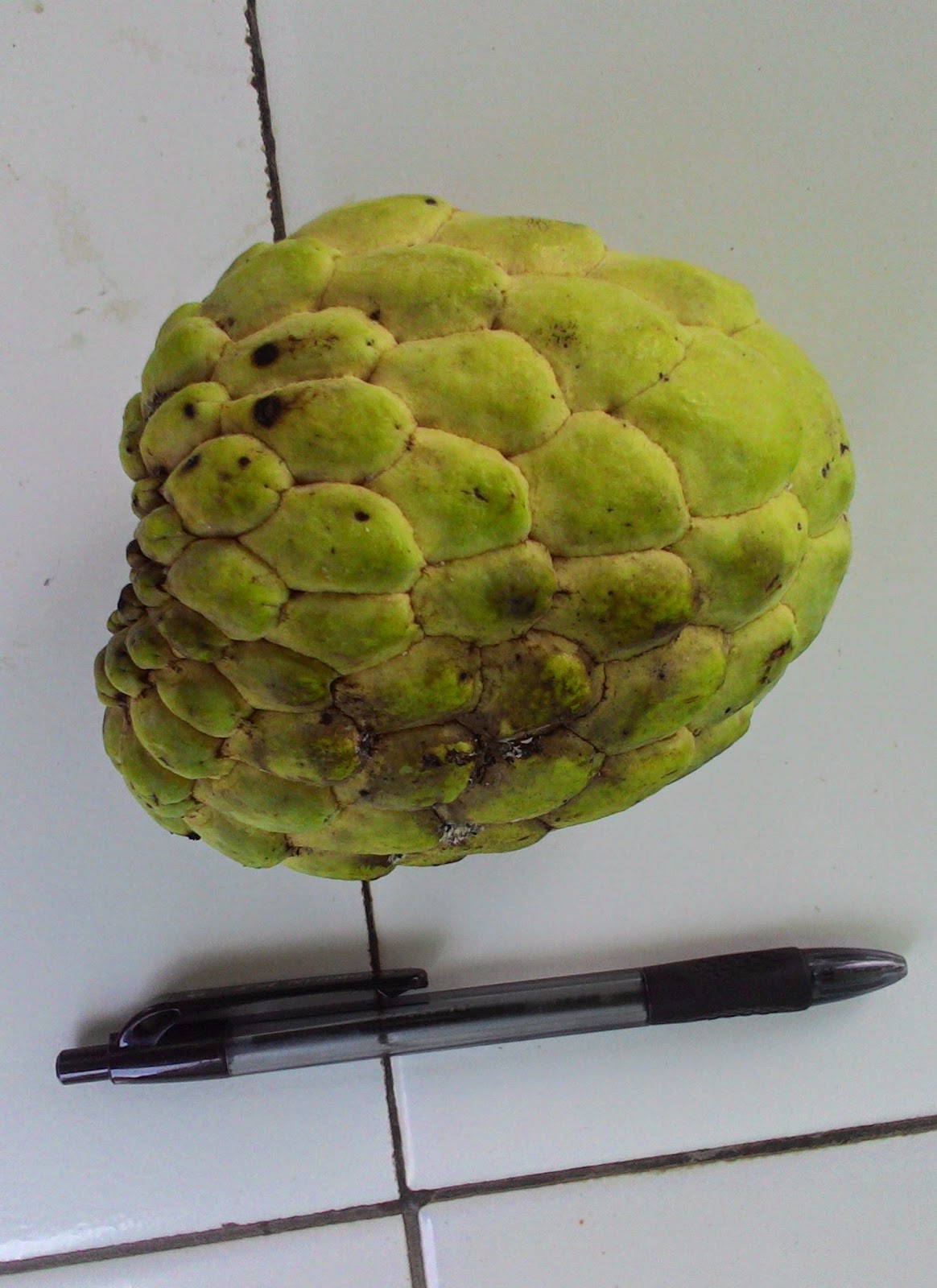 Agritani: Srikaya Jumbo