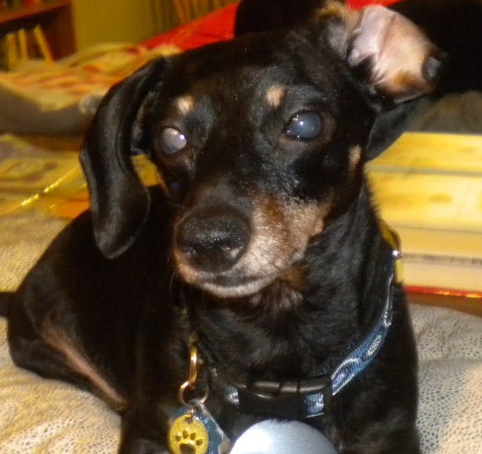 MONA, PRISSY and ANGEL WEENIE: WEENIE IS IN THE HOSPITAL -- THIS AND ...