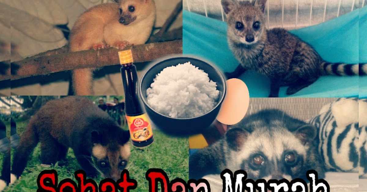 Dunia Musang: Membuat makanan musang yang sehat dan murah