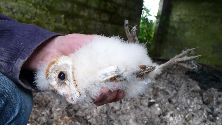 Axe Birding: Baby Barn Owls
