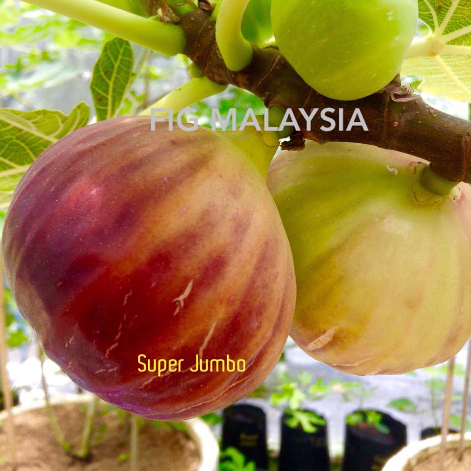 Super Jumbo Fig - Var Tin