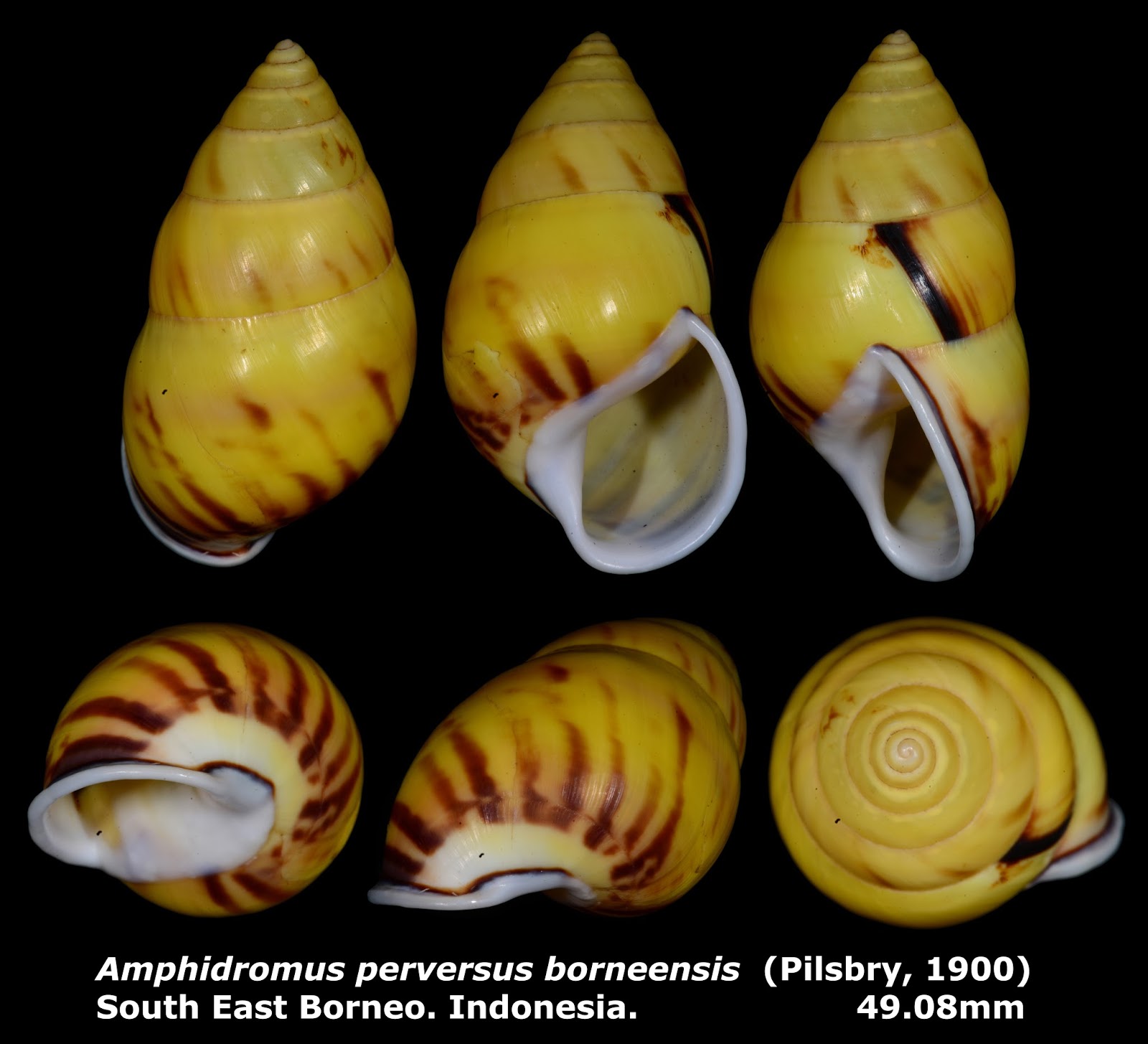 Dr. Lee's Gallery Museum: Amphidromus perversus borneensis 47.25 to 49.26mm