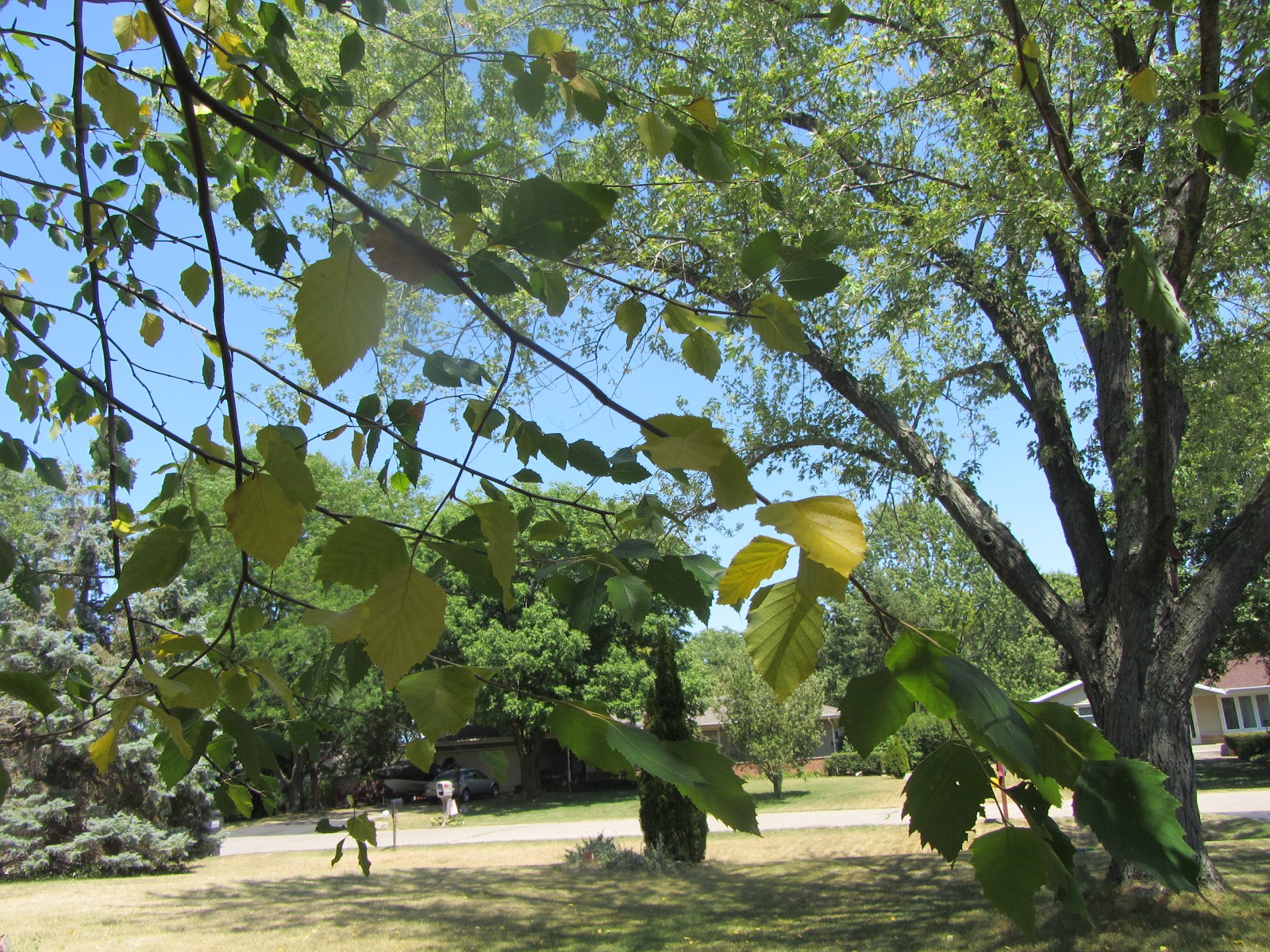 Why Is My White Birch Tree Dropping Leaves at Lois Horning blog