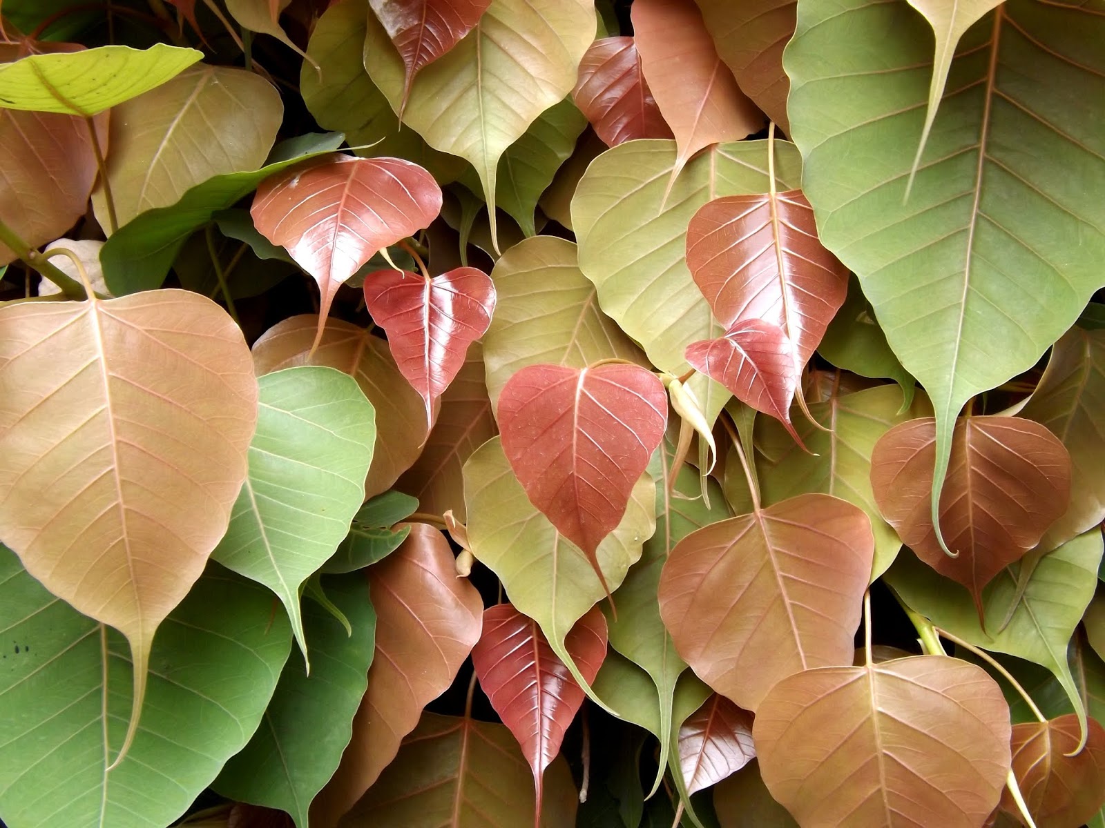 Peepal Tree Leaves