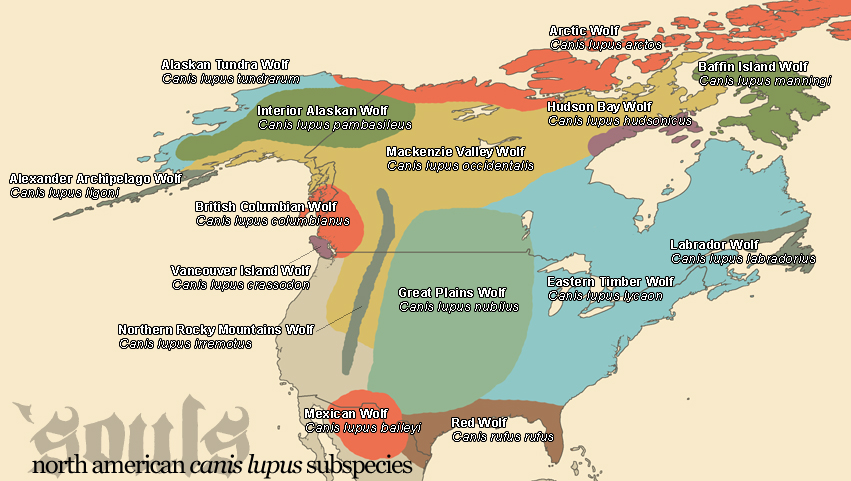 Abe's Animals: Non-accurate gray wolf range map in North America
