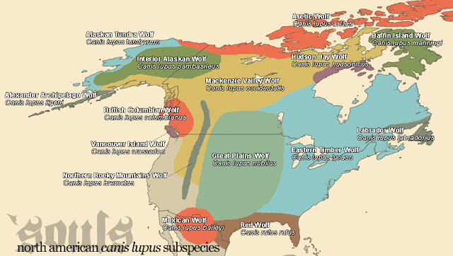 Abe's Animals: Non-accurate gray wolf range map in North America