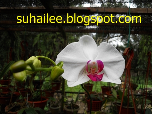 orkid liar : orkid liar / hutan dan kacukan
