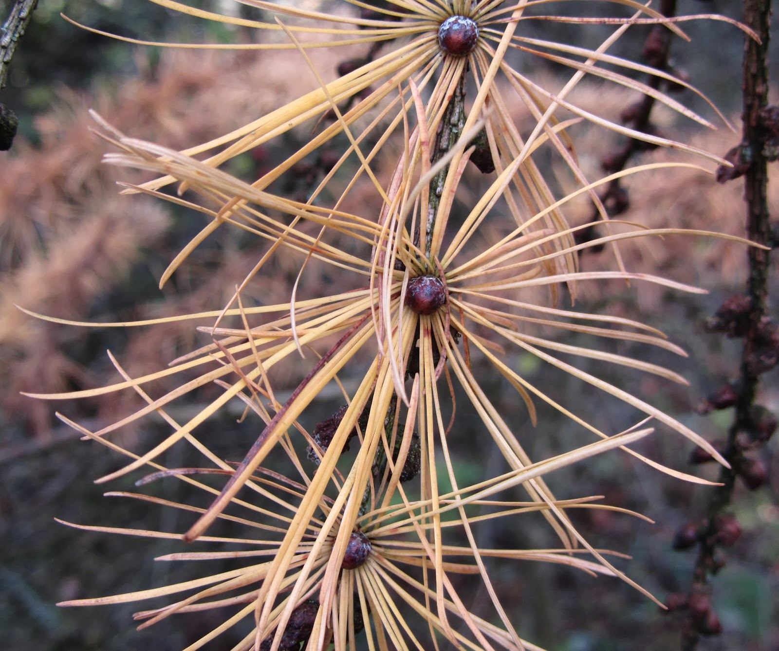 Larix decidua, Larch
