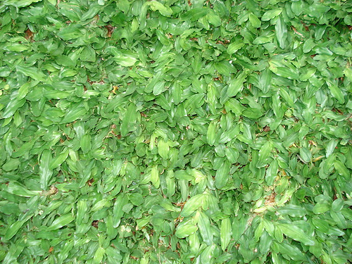 GS Flora (Penata Taman&Suplayer Tanaman): Rumput Gajah Mini