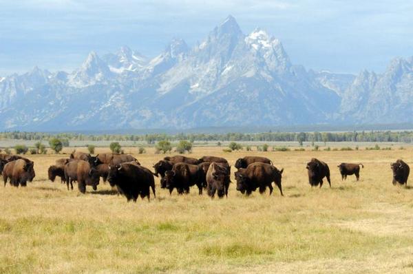 Age of Revolution: Great Plains of North America