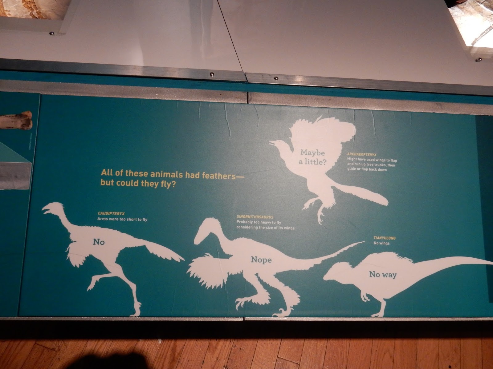 Raptormaniacs: Dinosaurs Among Us at the AMNH