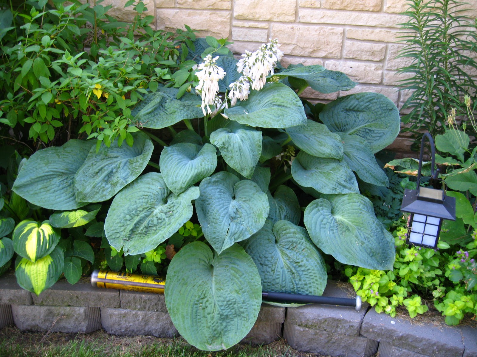 Cheesehead Gardening: Hosta of the Day - hosta 'Elegans'