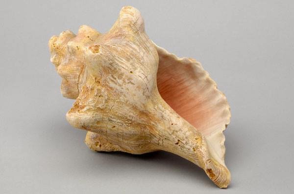 TELUGU WEB WORLD: ANCIENT IMPORTANCE OF SHANKAM IN PUJA PERFORMANCE AND ...