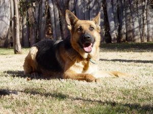 All about Dogs: Interesting Facts about German Shepherds
