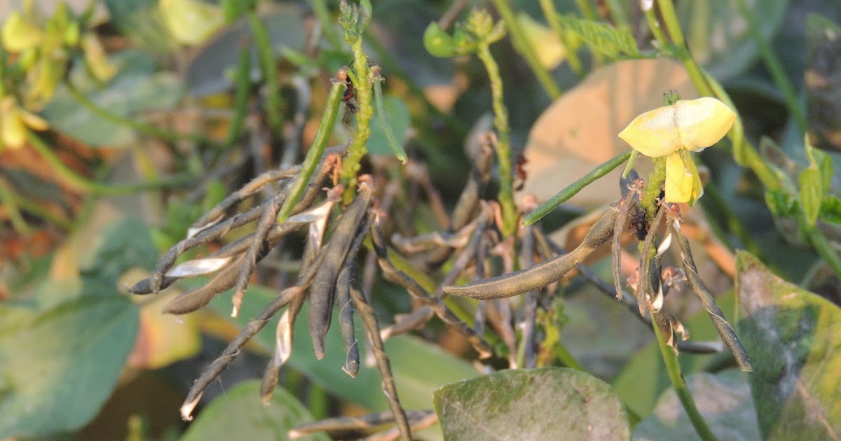 Fabaceae - Leguminosae no Brasil: Fabaceae - Vigna luteola (Jacq.) Benth.