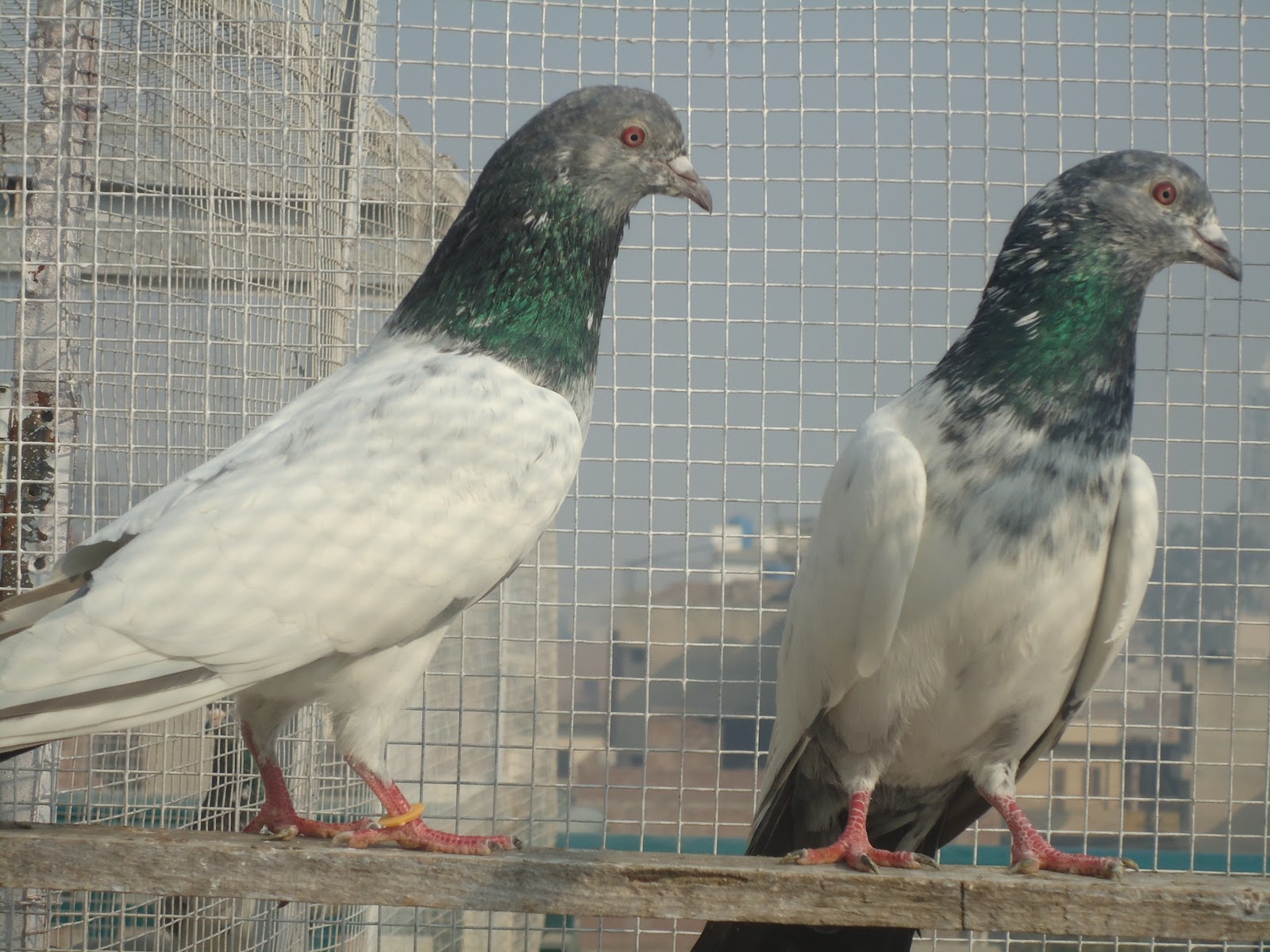 Pigeons | Kabootar Baaz | Pigeons Photos: Tiger high flying Pigeons