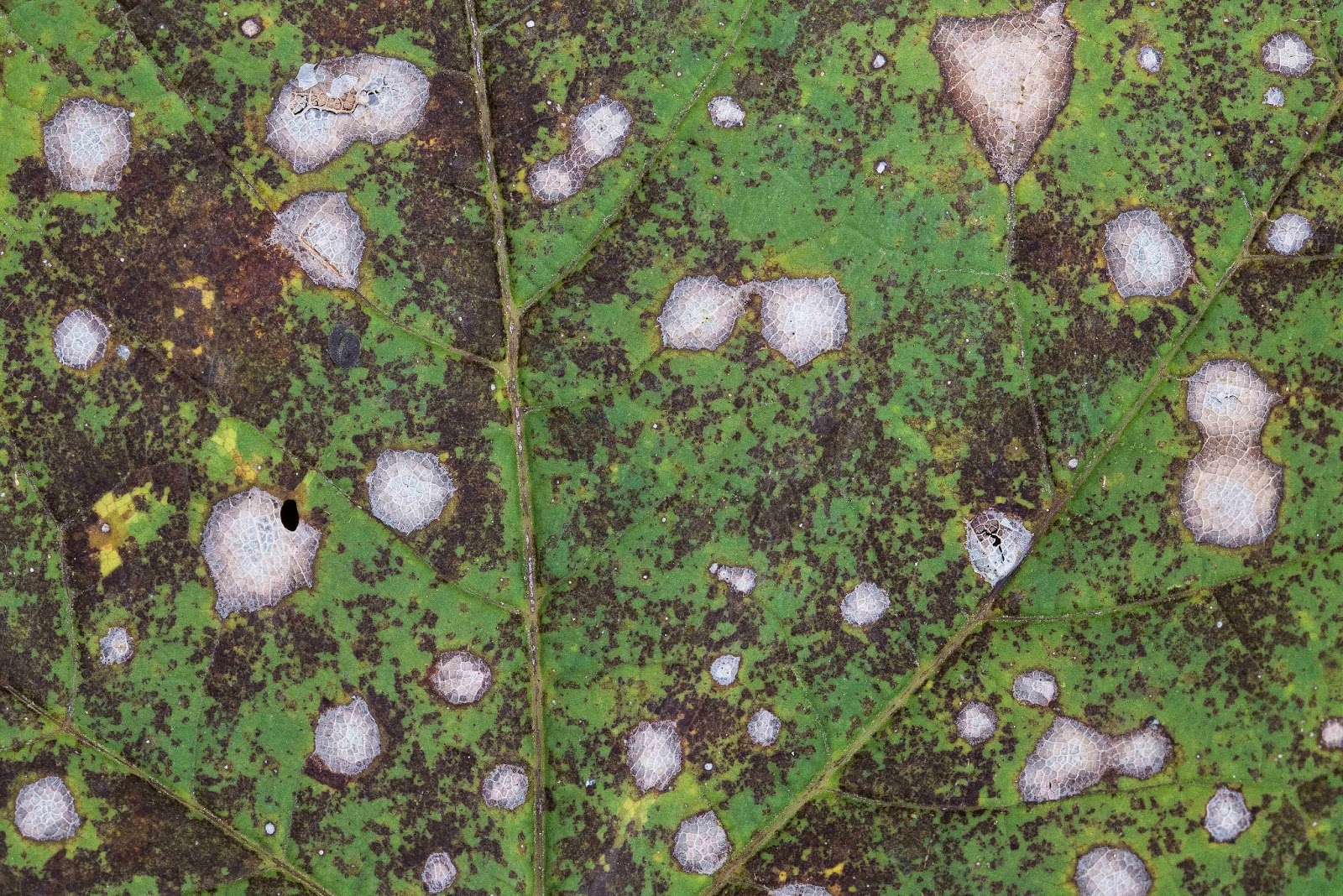 Gower Wildlife: Sycamore White Spot