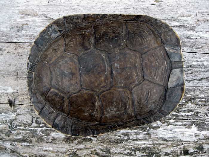 Life among the Tall Pines: Turtle shell