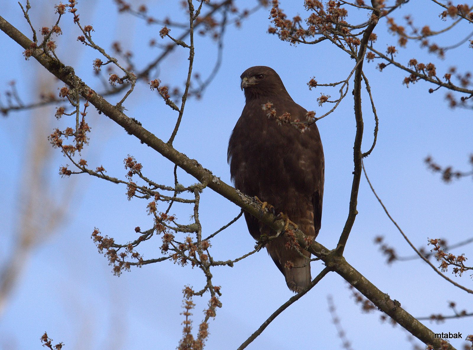Hawk Identification Tips from every angle (Sharpie vs Cooper and Red ...