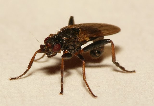 Catalogue of Organisms: A Little Bit on Lesser Dung Flies