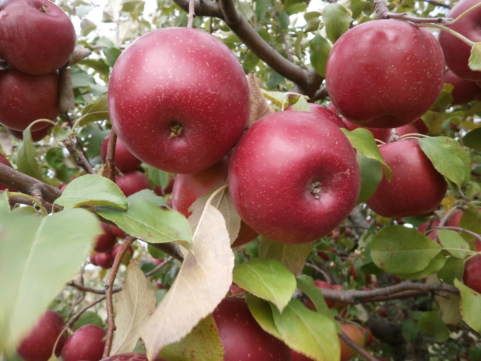 Irish Mountain Orchard: Apple Varieties