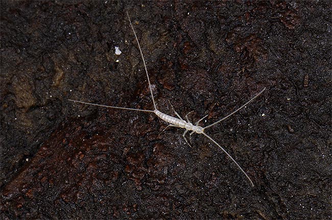 espeleobloc: Un nou campodeid troglobi de l'Illa Reunion