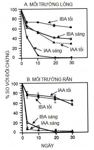Tính ổn định của IAA và IBA trong môi trường nuôi cấy trong các quy ...