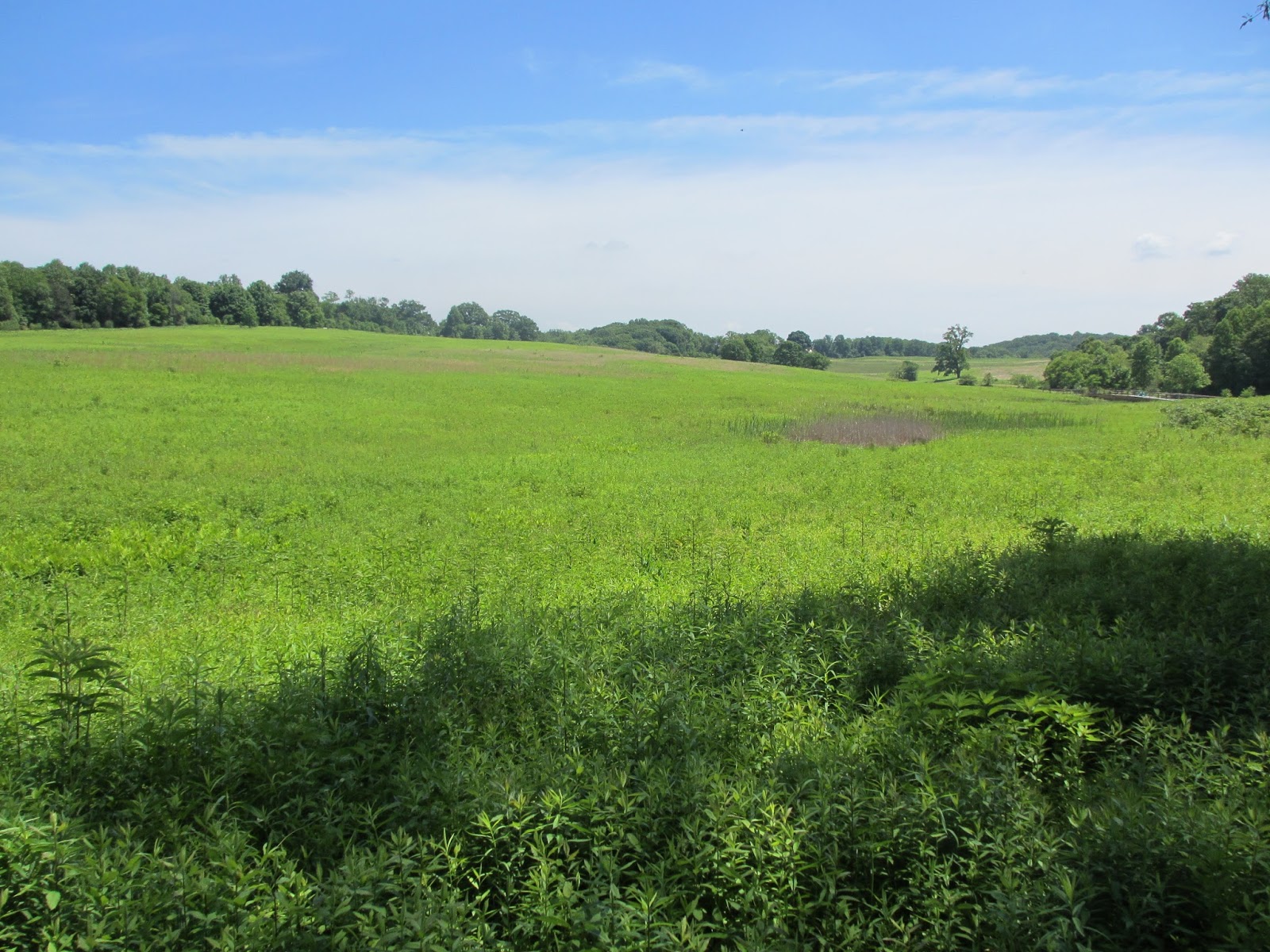 T h e | D e e p | M i d d l e: Prairie or Meadow?